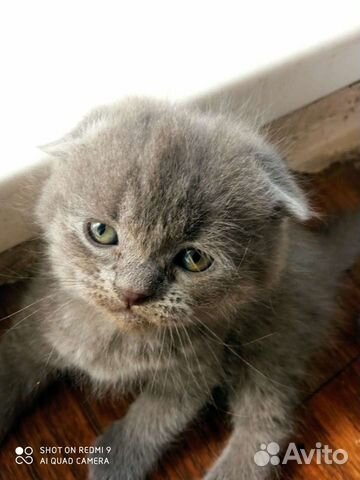 Шотландские котята