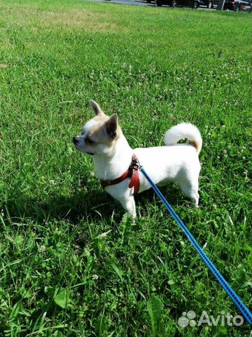 Вязка. Чихуахуа