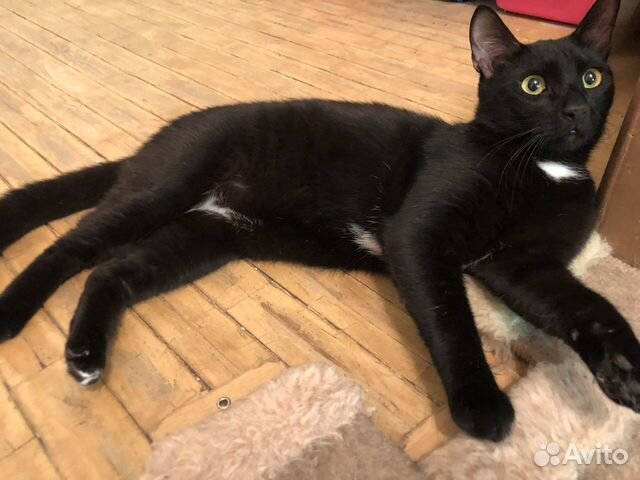 Кот