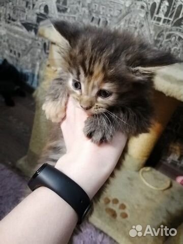 Продам котёнка мэйн кун, девочка