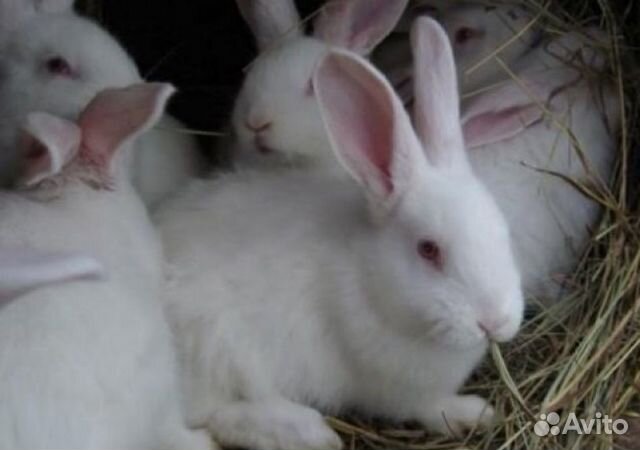 Кролики белый паннон