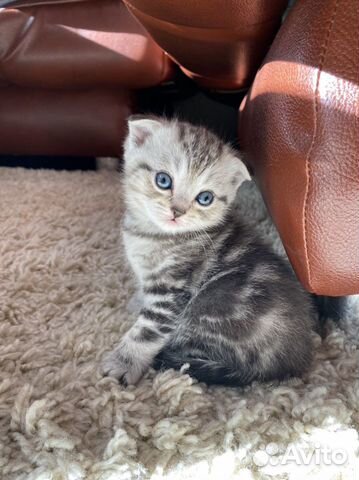 Шотландские вислоухие котята