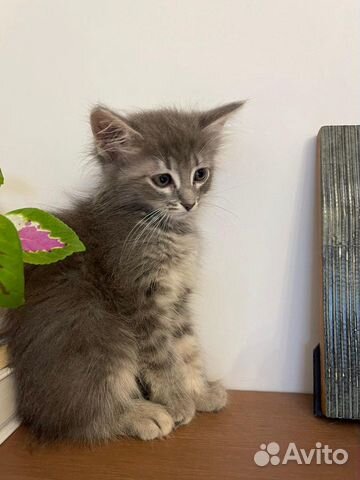 Котенок девочка 2,5 месяца