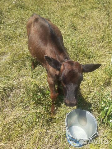 Продаю две тёлочки,возраст 3 месяца по 15 тыс.кажд