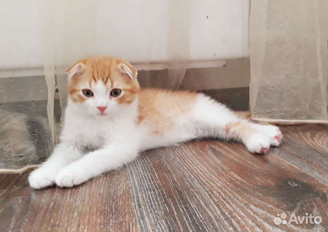 Вислоухий мальчик