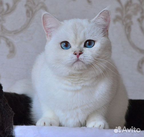 Британская кошка серебристая шиншилла-пойнт