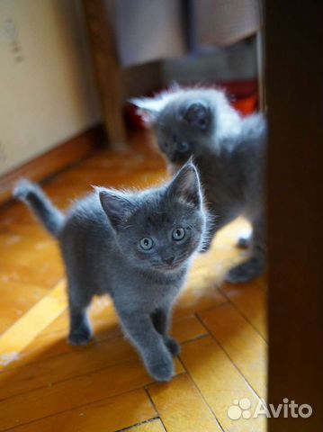 Британские котята