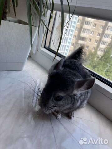 Домашняя шиншилла девочка 2 мес. Стандарт