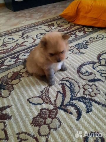 Померанский шпиц