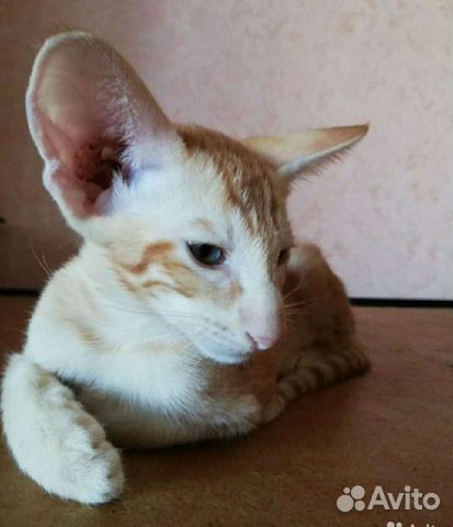 Ориентальный котенок, мальчик