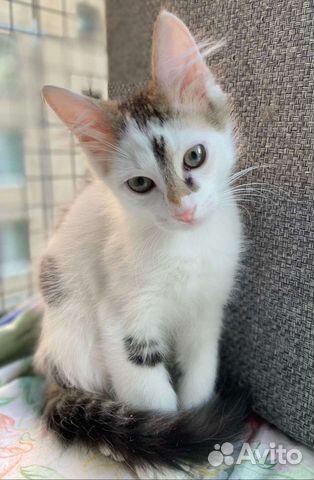 Котенок в яблочко