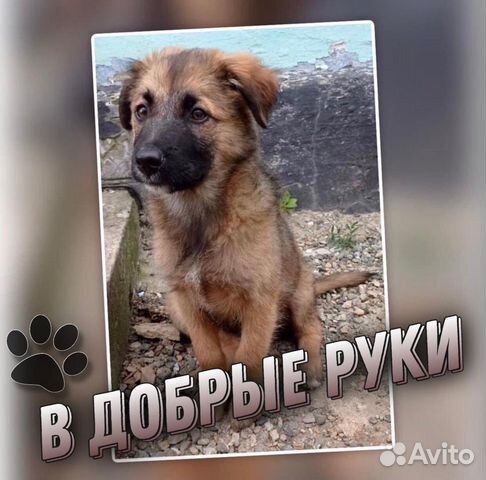Щенок Малыш