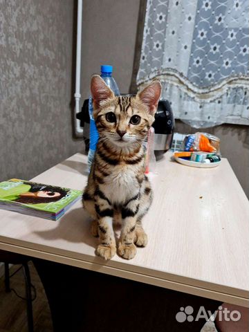 Бенгальские кошка