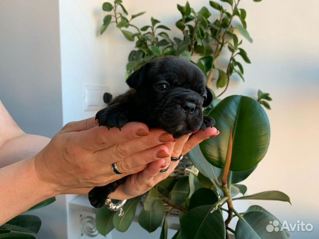 Питомник французских бульдогов "Де' Шарм"