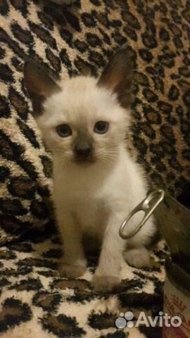 Тайский котенок