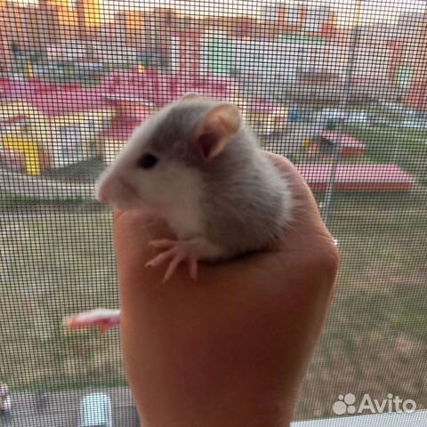 Крыса дамбо