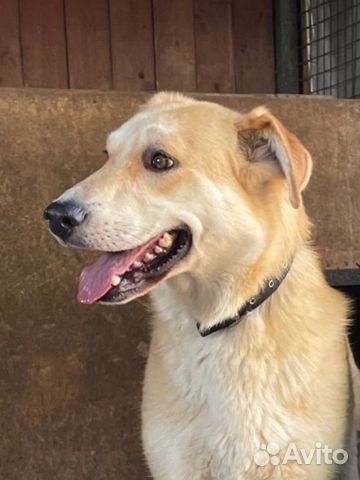 Малышка Габи ищет дом. Собака в добрые руки