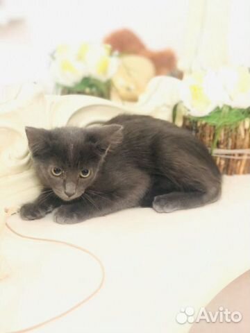 Котенок в добрые руки