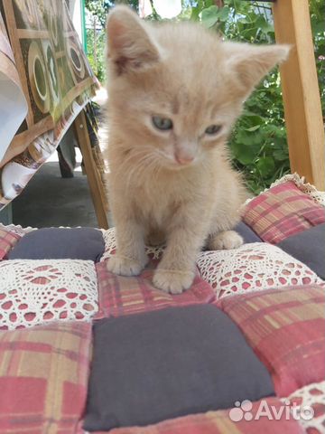 Кошка