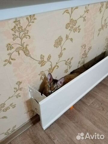 Тишка ищет дом