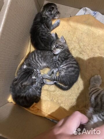Котята в добрые руки