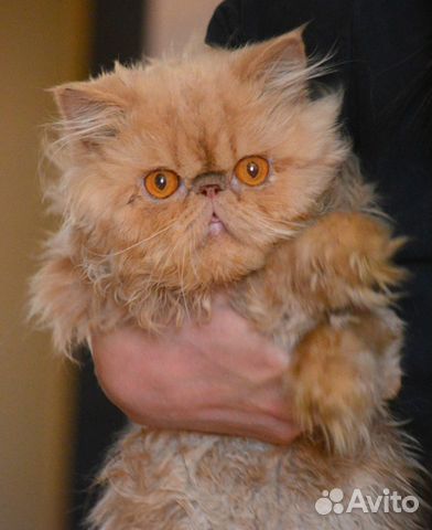 Персидский кот в ответственные руки
