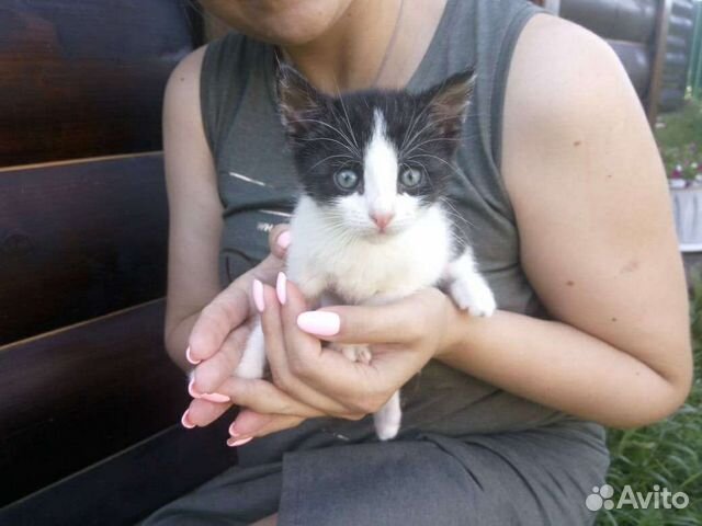 Котенок (девочка 1,5месяца)