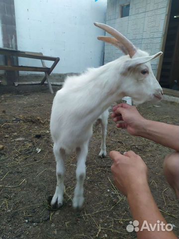 Козел 5 месяцев