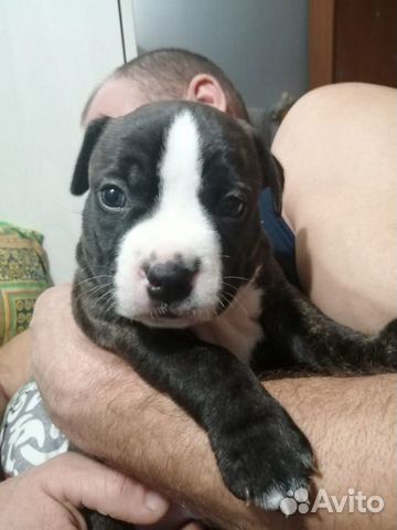 Щенки стаффорда