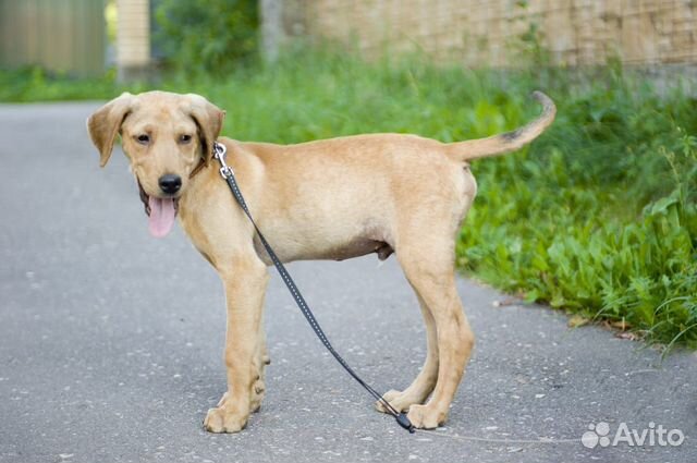 Ищу себе хорошего хозяина, мне 2,5 месяца