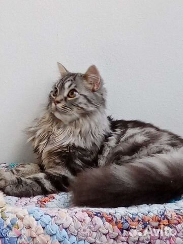 Котенок шотландская порода