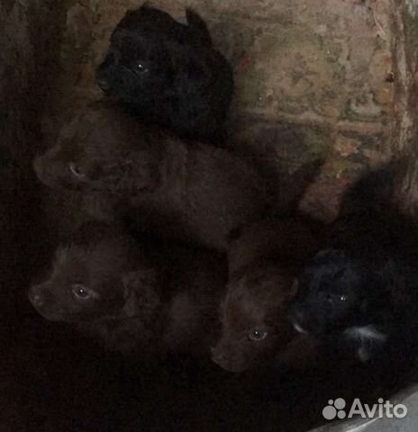 Щенки комнатной собачки