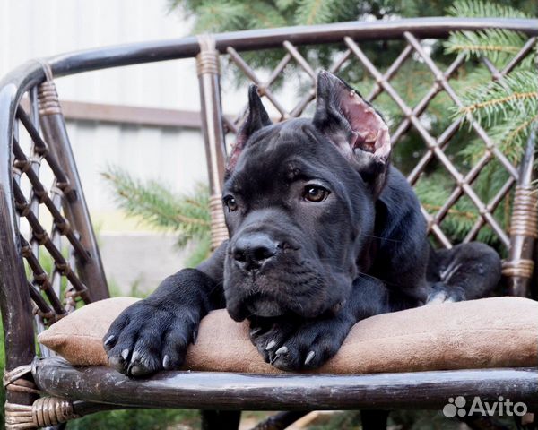 Черный мальчик Кане Корсо