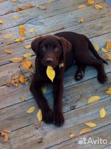 Щенок лабрадора шоколадный