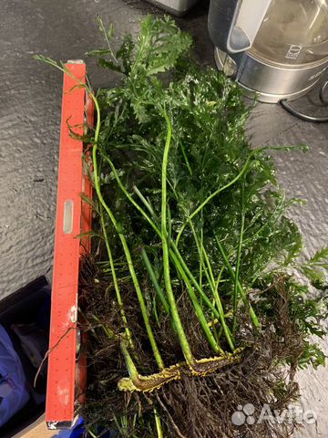 Болбитис Геделоти