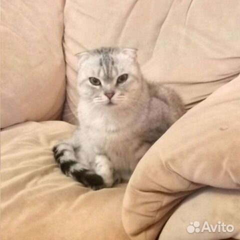 Вислоухая кошка бесплатно