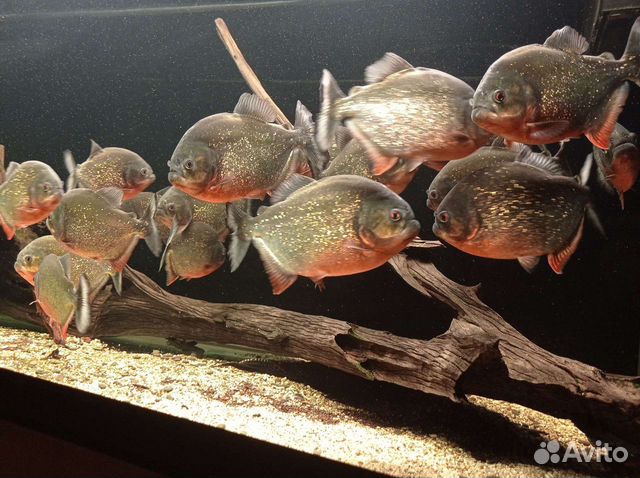 Пираньи Наттерера