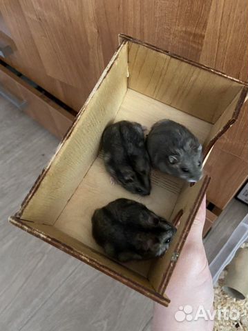 Джунгарский хомяк