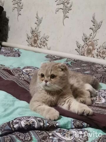 Карликовая Шотландская вислоухая кошка