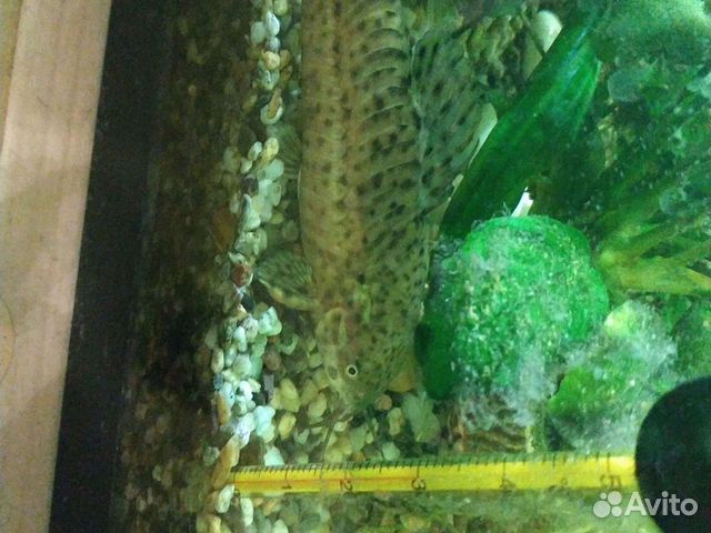 Продам аквариум с двумя сомами таракантумами