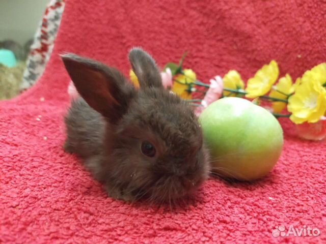 Кролики декоративные вислоушки