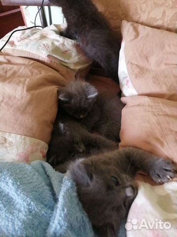 Отдам в надёжные руки месячных котят - полуперсов