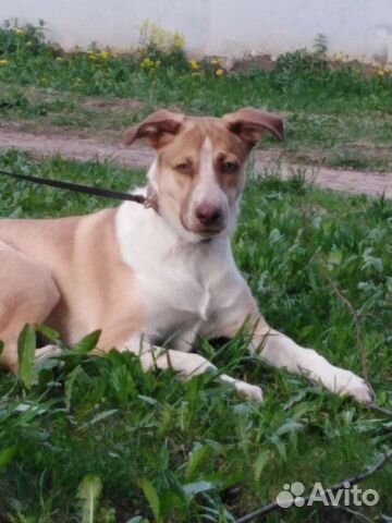 Щенок дворняжки