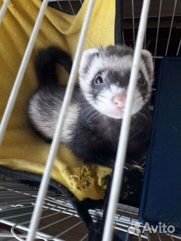 Хорек с клеткой