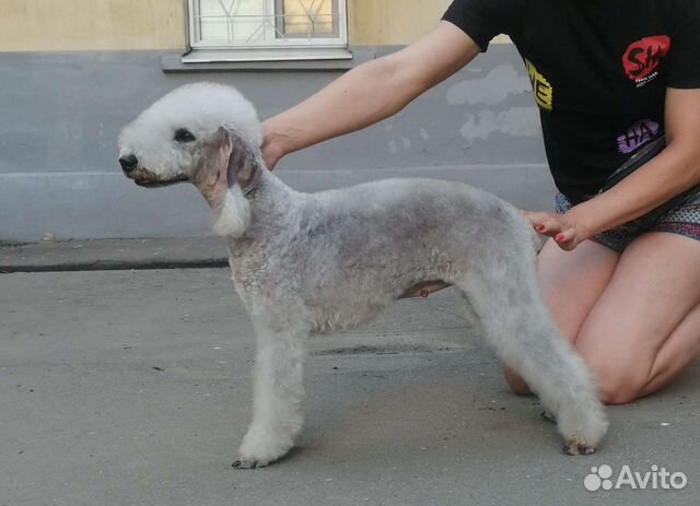 Запись на щенков бедлингтон терьера