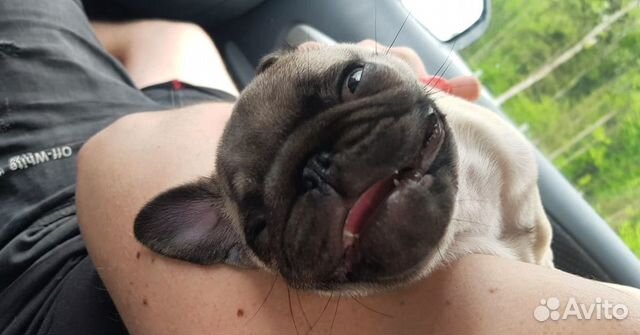 Щенок мопса