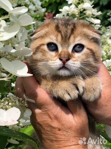 Скоттиш килт котята