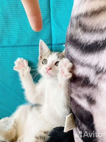 Котенок Васька очень ищет дом