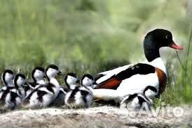 Дикие Утята и Мускусные Утки