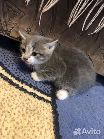 Котенок бесплатно